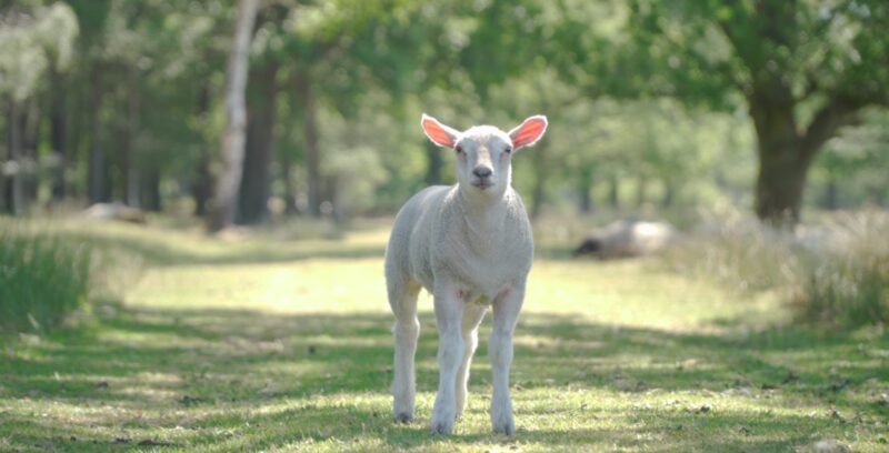 What does lamb taste like? Know this before you try!