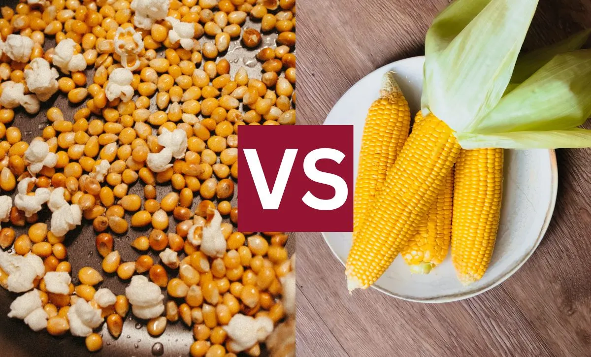 Can you Pop the Corn on a Corn-On-The-Cob: Sweetcorn and Popcorn