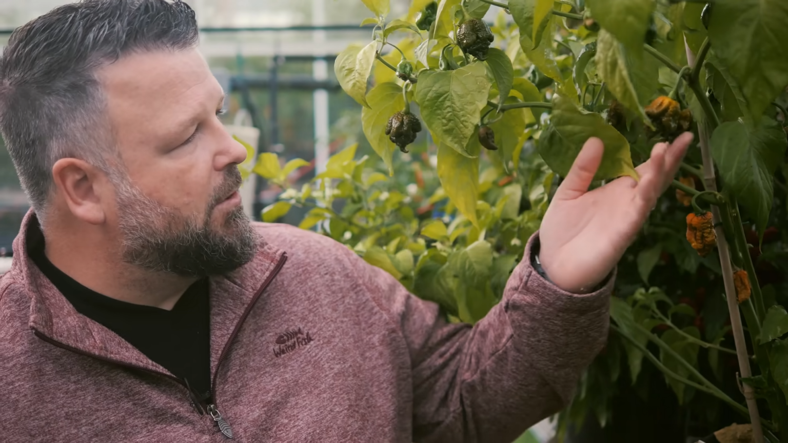 What Makes Pepper X the Hottest Chili on Earth? - Smokin Joes Rib Ranch